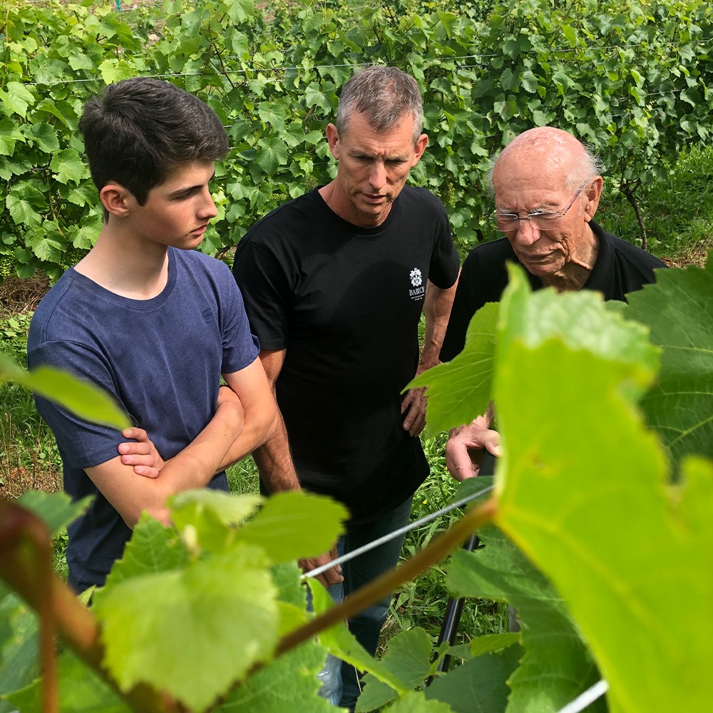 Babich Wines of New Zealand, Consistently and Creatively Sustainable ...